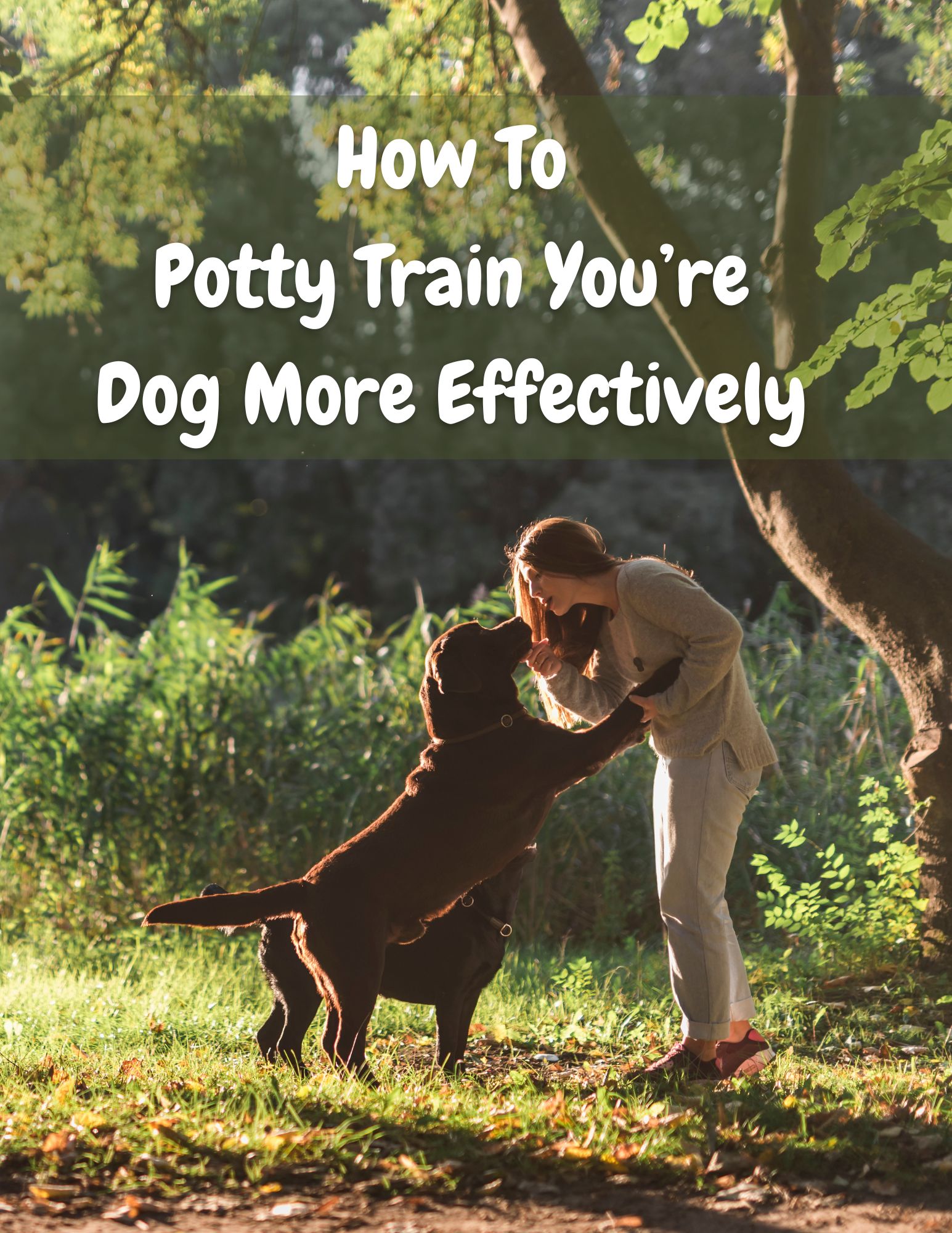 How To Potty Train You’re Dog More Effectively - Imagenish