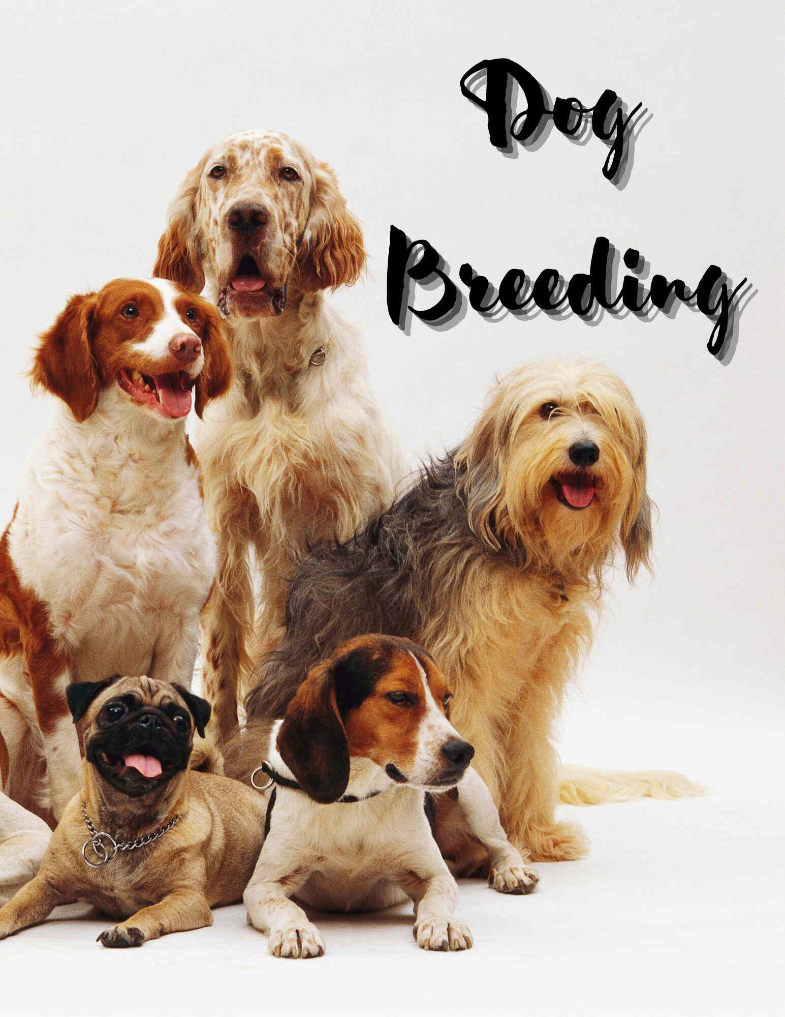 Dog Breeding - Imagenish