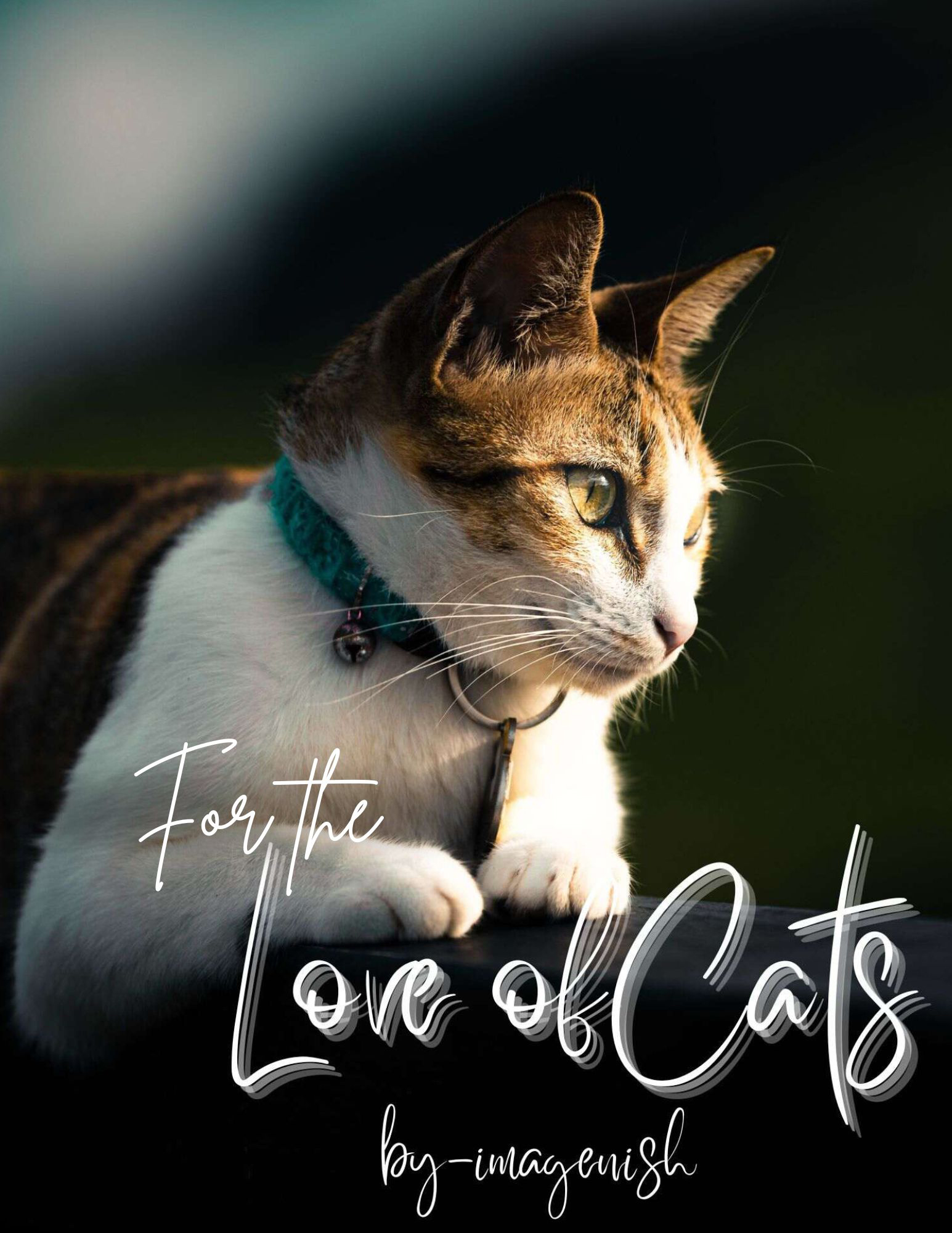 For the love of cats - Imagenish